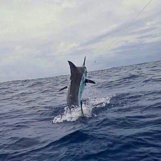 Epic Sportfishing Costa Rica – Inshore and Offshore Saltwater Fishing ...